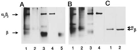 Analysis Of The Histidine Tag Affinity Purification Of Human Type I And