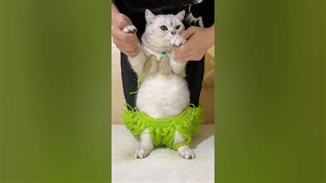 Mesmerizing Dance Moves By An Adorable Cat Belly Dance Challenge