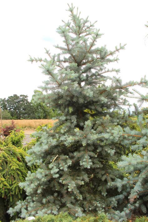 Picea pungens 'Edit' Specimen 1998 | Conifer Kingdom