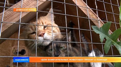 «Дом замечательных животных просит о помощи Youtube