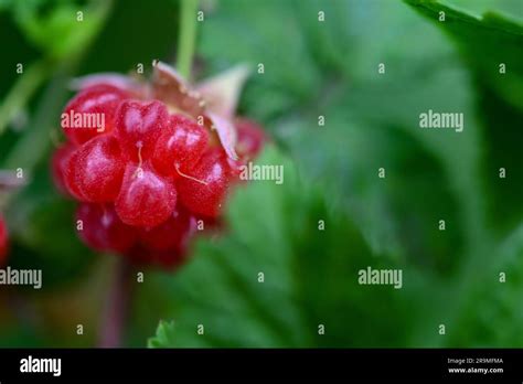 Rubus parvifolius beeren Fotos und Bildmaterial in hoher Auflösung