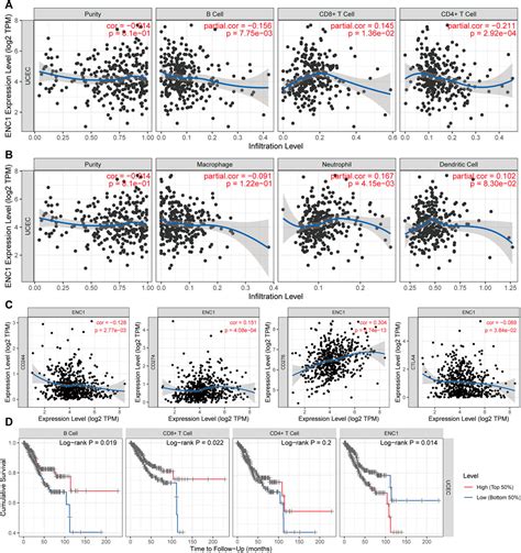 Frontiers Upregulated Enc1 Predicts Unfavorable Prognosis And