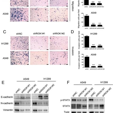 Riok1 Depletion Suppressed Cell Migration And Invasion In Nsclc Cells