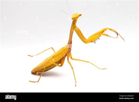 Giant Asian Yellow Praying Mantis Hierodula Membranacea Isolated On