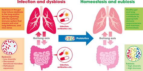 Frontiers Viral Infections The Microbiome And Probiotics