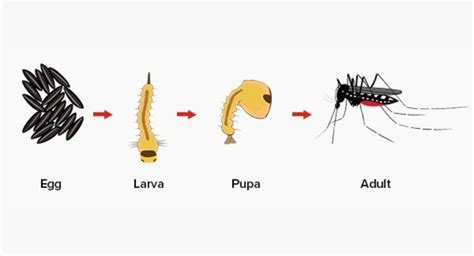 Mosquitoes Life Cycle Mosquito Life Cycle Thompson Nicola Regional