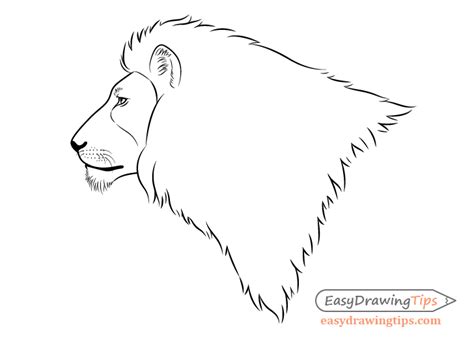 Sketch Full Body Lion Drawing DRAWINGS OF LOVE