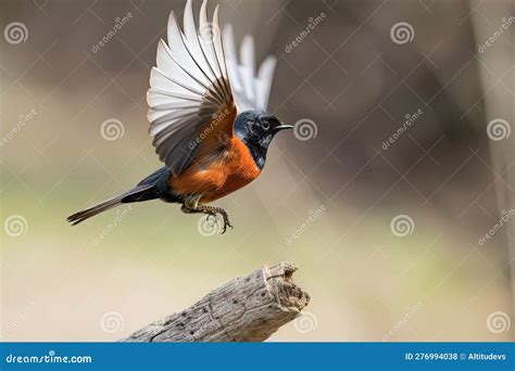Male Redstart Bird Swooping Down To Catch Insect For Its Meal Stock