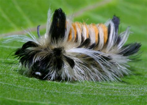 Stinging Rose Caterpillar Dusky S Wonders