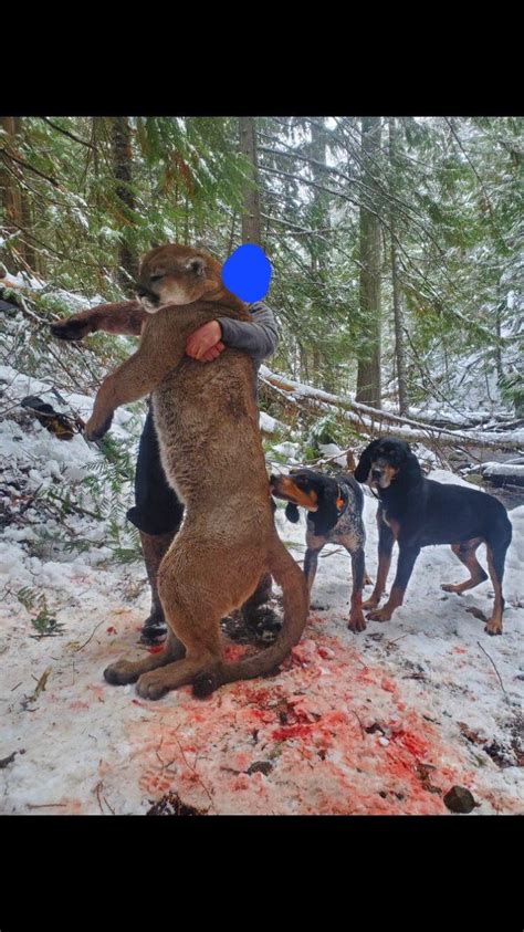 Bc Cougar Hunt Rhunting