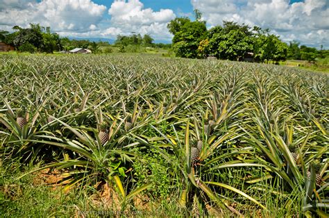 Pineapple Plantation Brgy Bita Ogan Passi City Iloilo Flickr