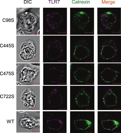Expression And Subcellular Distribution Of Tlr7 Mutants Baf3