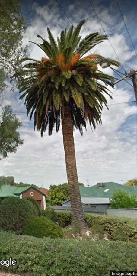 Councils Tree Strategy Should Recognise Nuisance Trees