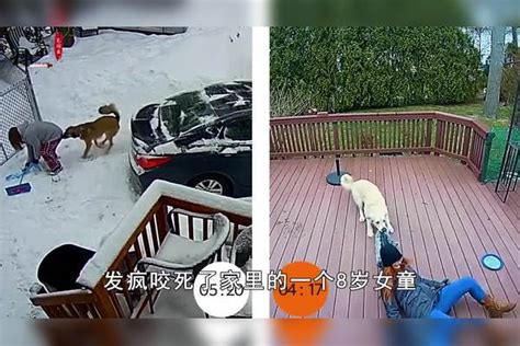 狗的弱点在哪里被大型犬追咬时我们该如何自救 弱点 自救