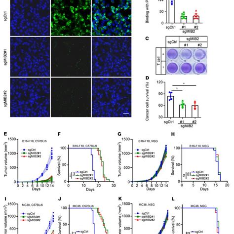 Mib2 Promotes K63 Linked Ubiquitination Of Pd L1 A Direct Binding
