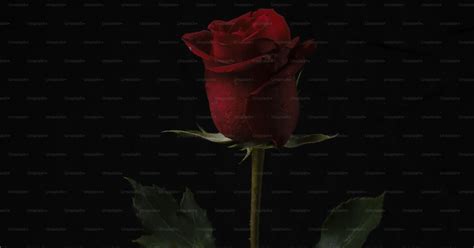 검은 배경에 녹색 잎이 있는 빨간 장미 한 송이 사진 Unsplash의 발렌타인 이미지