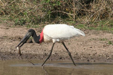 Pacotes De Viagem Mato Do Grosso Do Sul Pantanal Em Família