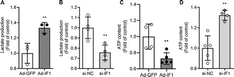 Effects Of If1 On Atp Content And Glycolysis Flux In Cultured Ins 1 Cells Download Scientific