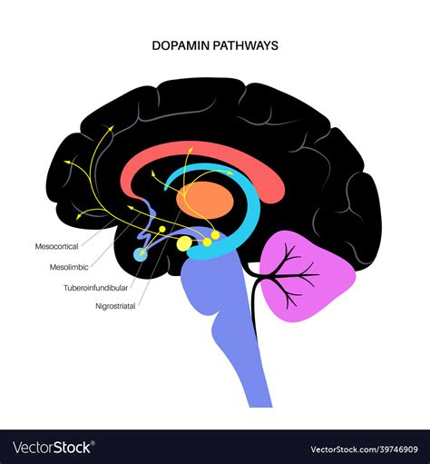 Dopamine Pathways In The Brain