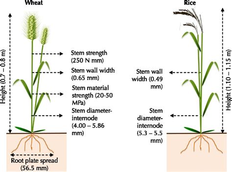 Difference Between Wheat Gluten And Rice At Salvador Simpson Blog