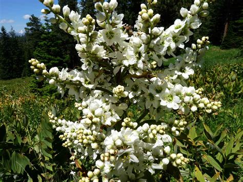 Veratrum; Heléboro-Negro; Heléboro-Branco