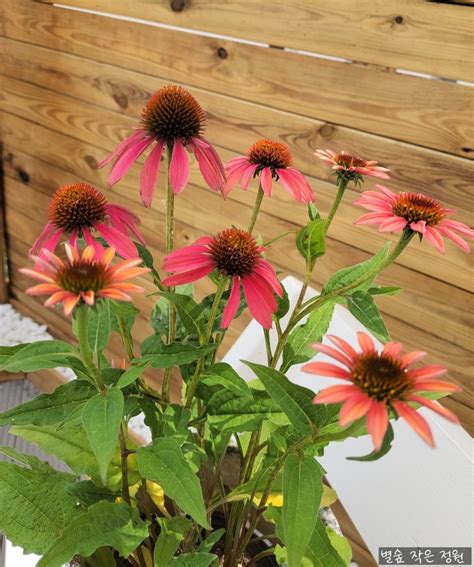 에키네시아 가을 씨앗 파종 성장기 모종 정식 에키네시아 꽃23 네이버 블로그