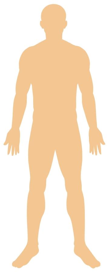 32 Desenhos De Anatomia Humana Para Colorir E Imprimir Online Cursos