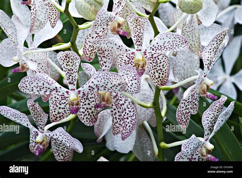Cattleya Hybrid Orchid Flowers In The National Orchid Garden Singapore