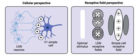 6 5 The Thalamus And Primary Visual Cortex Social Sci Libretexts