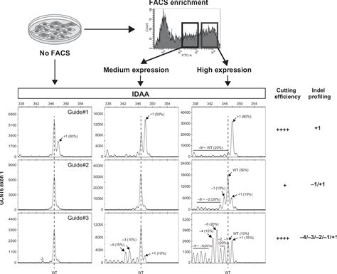 Figure 1 From A Validated Grna Library For Crispr Cas9 Targeting Of The Human