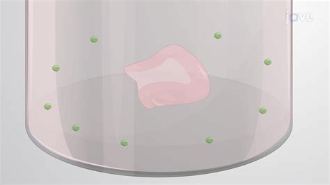 Video Preparing Free Floating Slice Cultures From An Adult Human Brain