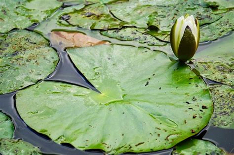 Nymphaea는 Nymphaeaceae 계통의 강건하고 부드러운 수생 식물의 속입니다 속은 국제적인 분포를 가지고 있습니다