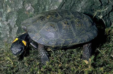 Adw Glyptemys Muhlenbergii Information