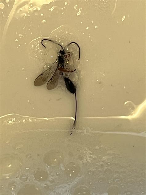 Caught While Doing Dishes Rwhatsthisbug