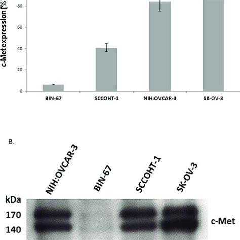 A Expression Of C Met Protein Was Measured By Flow Cytometry In