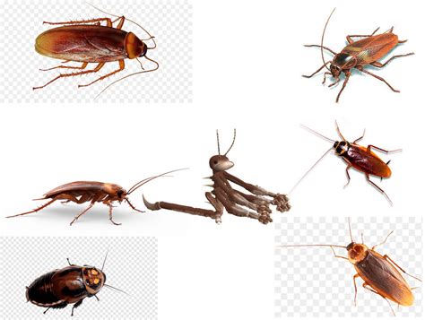 Cockroaches Very Many Cockroaches By Millerthecockroach On Deviantart