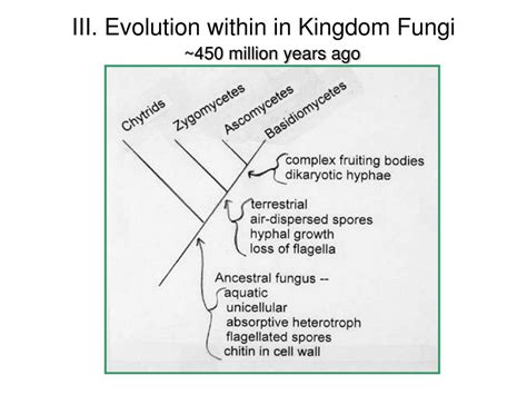 Ppt Kingdom Fungi Powerpoint Presentation Free Download Id5417590
