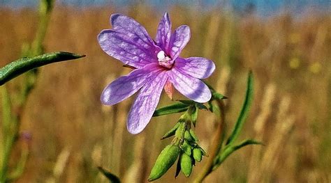 Panicled Willowherb