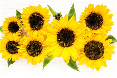 흰색 배경에 노란색 해바라기와 아름다운 꽃 무늬 플랫 레이 상단 보기 꽃의 프레임 꽃 질감 0명에 대한 스톡 사진 및 기타