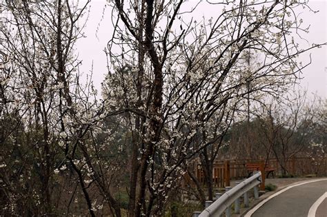 四季花木观赏指南 樱桃花 观花指南 成都市植物园 成都植物园