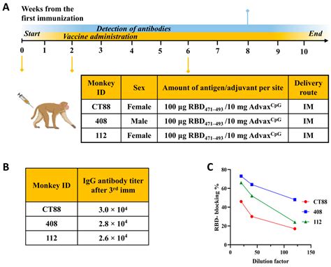 Multitep Based Vaccines Targeting Sars Cov 2 Spike Protein Igg Epitopes