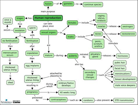 Neet Biology Human Male Reproductive System Concept Map