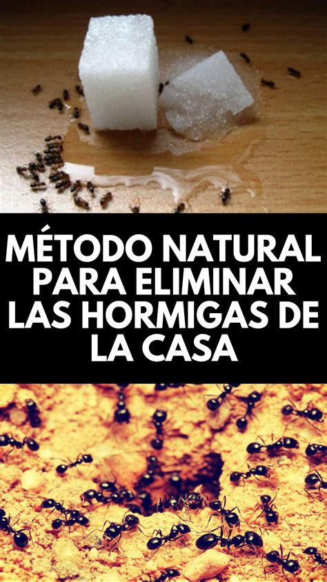 Método casero para eliminar las hormigas de la casa Hormigas Receta