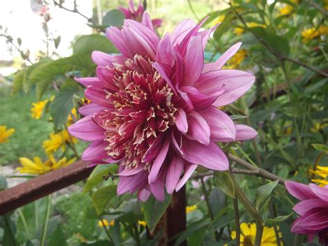 Dahlia In Bloom Online Puzzle