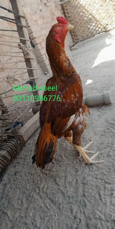 Aseel Market Aseel Patha For Sell