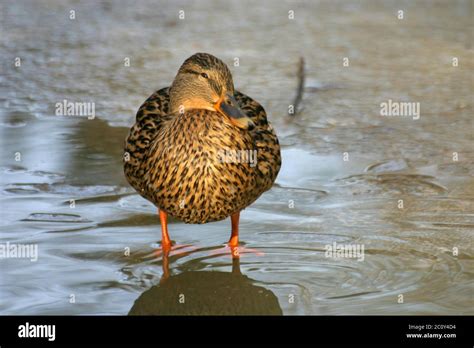 Get Your Feet Wet Hi Res Stock Photography And Images Alamy