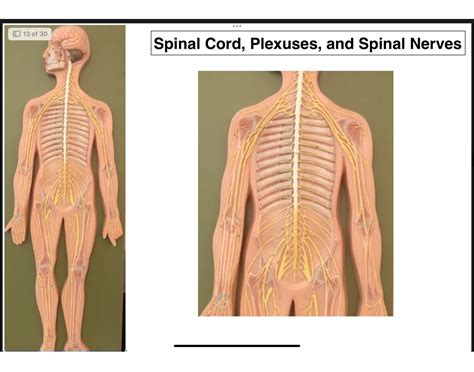 Spinal Cord Plexus And Spinal Nerves Quiz Spinal Cord Plexus And Spinal Nerves Quiz