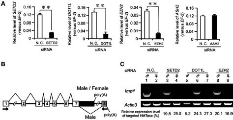 The Effect Of Histone Methyltransferase Hmtase Knockdown On