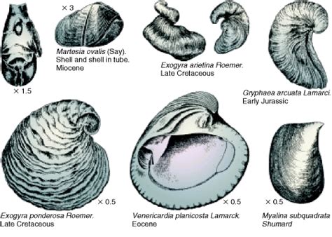 Bivalves Fossils