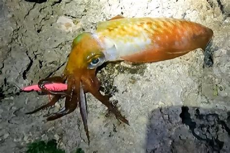 【エギング】餌木はただ巻きするだけでも釣れる！ただ巻きエギング爆釣法 釣り針ネックレス・アクセサリー エルドラド
